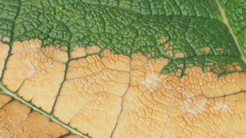 Was ist eine Nekrose? - DocFinder Wissensmagazin